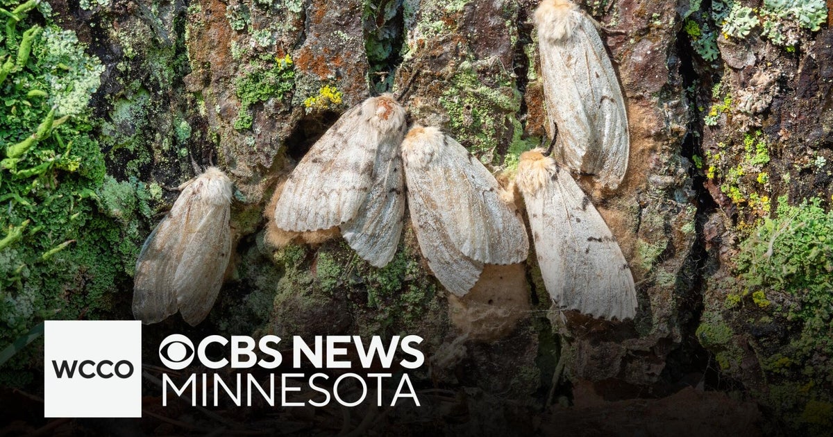 Recent federal cuts are allowing this invasive species to spread - CBS ...
