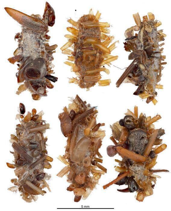 "Bone collector" caterpillar disguises itself in the remains of its ...