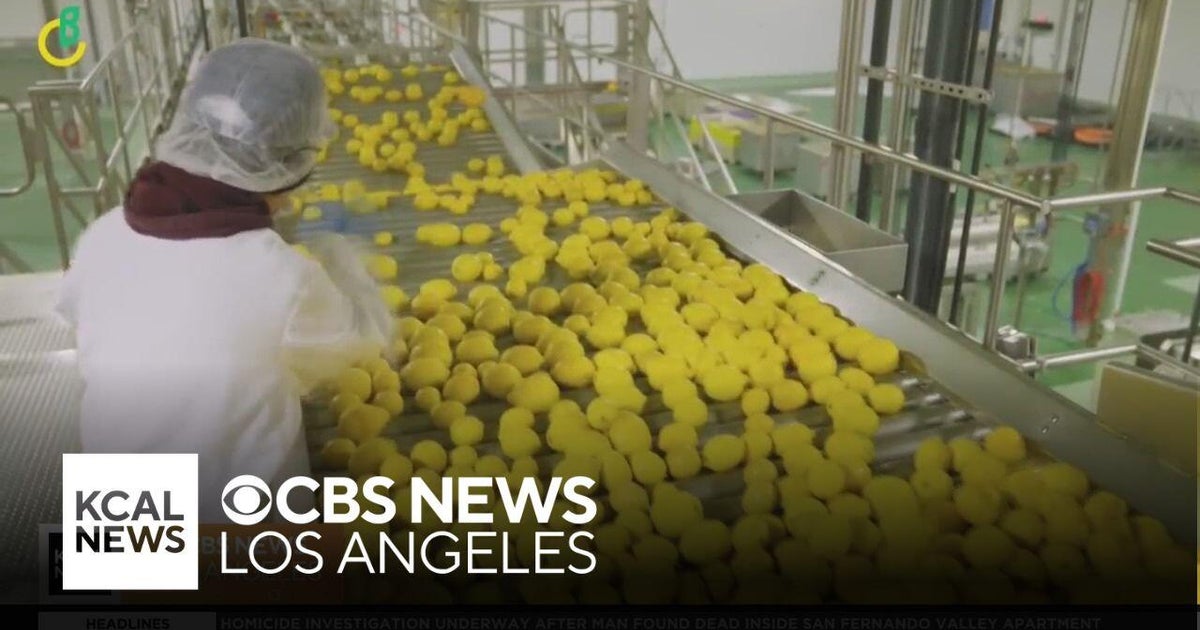 Lemons from a plant in Valencia make up Chick-fil-A's lemonade - CBS ...