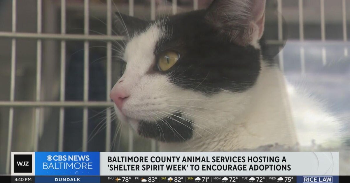 Baltimore County Animal Shelter services hosting a "Shelter Spirit Week ...