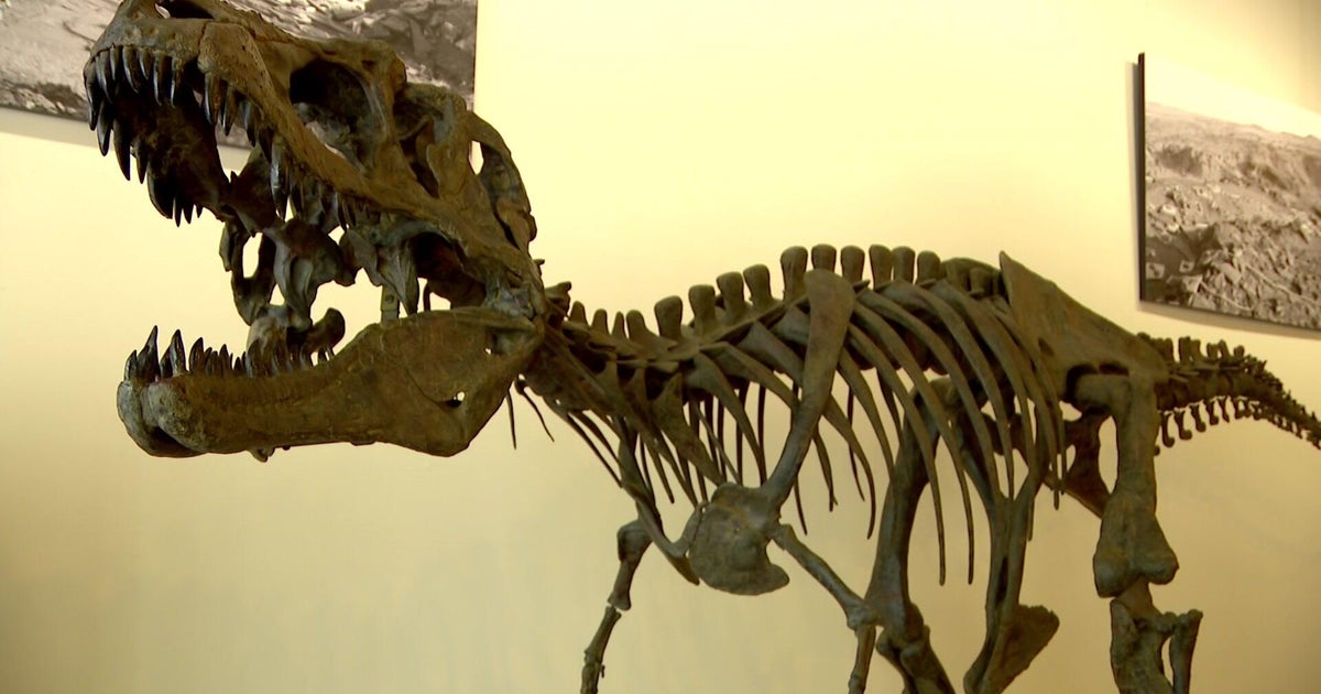 Southern Minnesota Museum of Natural History digs into state's ...