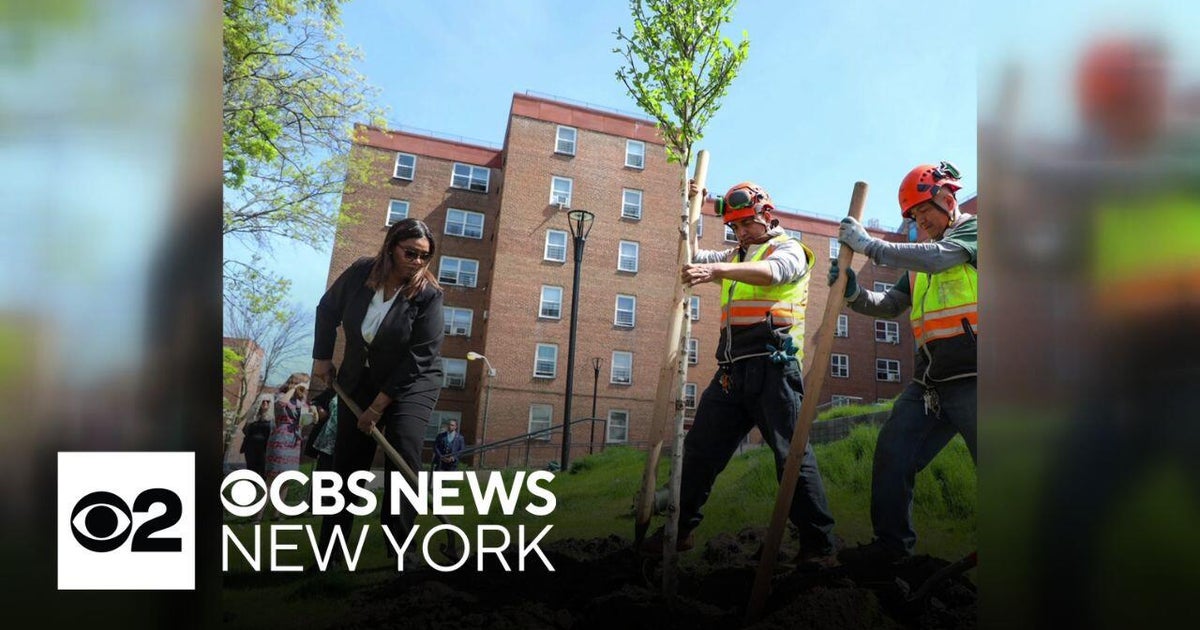 Project aims to plant new trees around NYCHA buildings - CBS New York