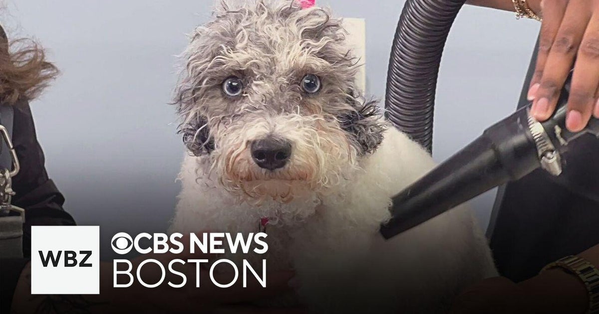 WBZ TV's Jason Mikell attempts to be a dog groomer with his own puppy ...