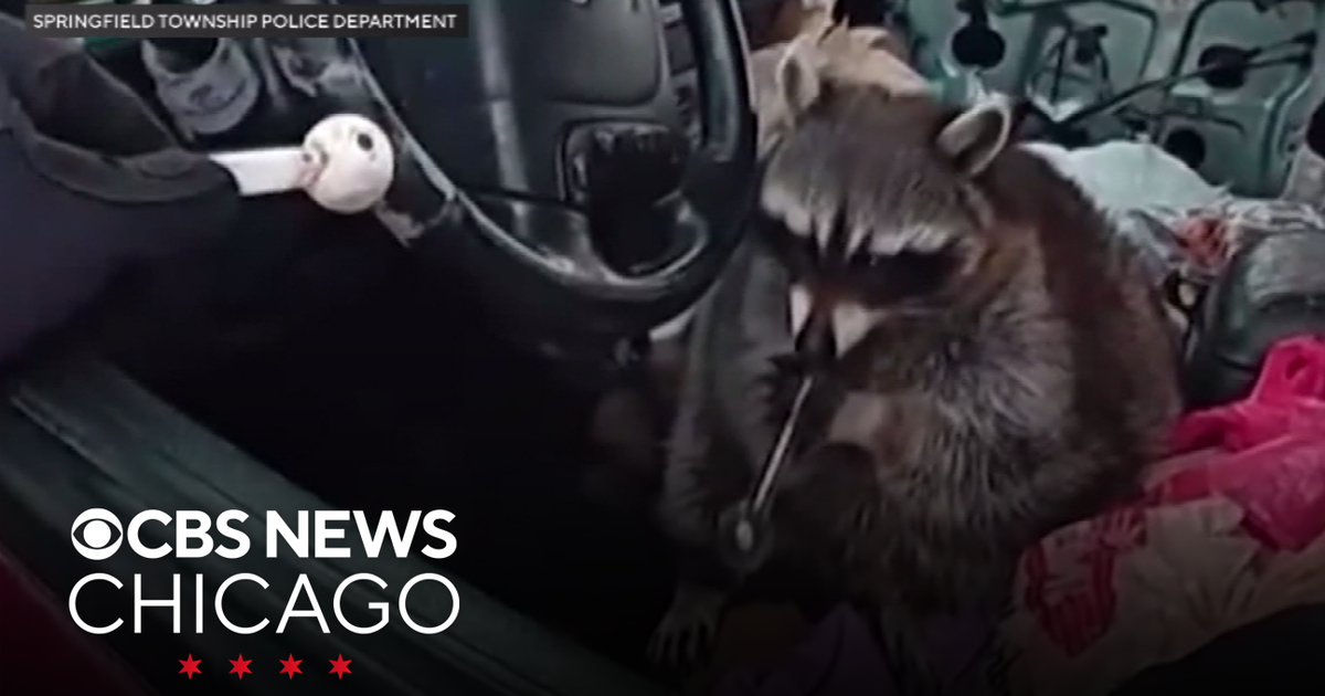Ohio police find pet raccoon with meth pipe in mouth during traffic ...