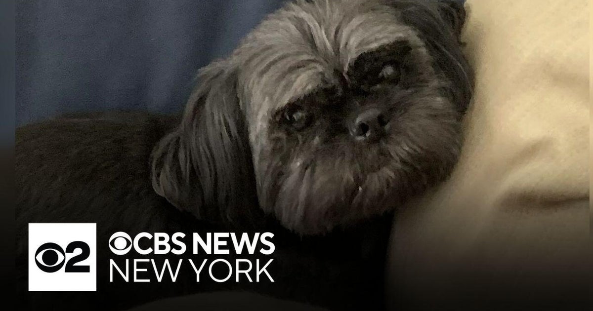 Pit bulls involved in mauling may be linked to another incident in NYC ...