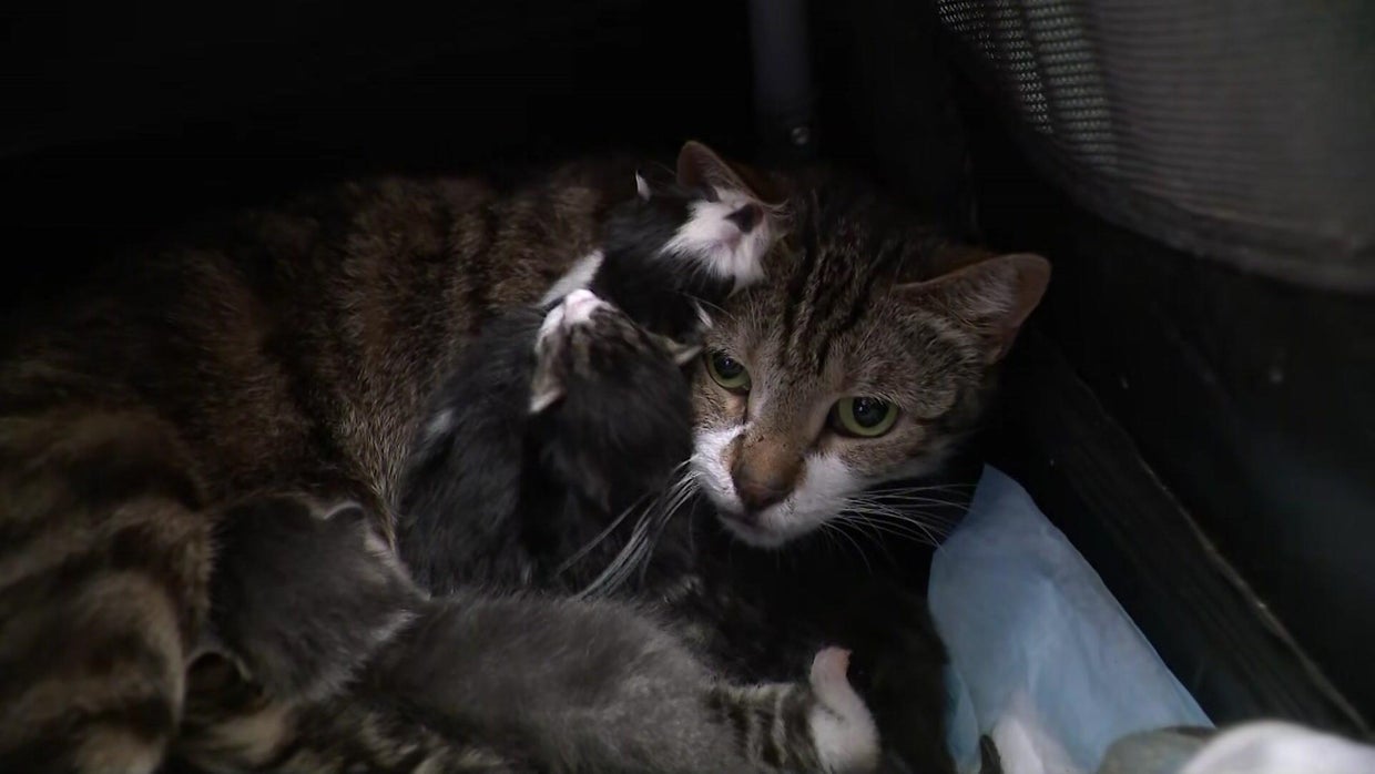 Man charged after nearly 100 cats, including two dozen dead kittens ...