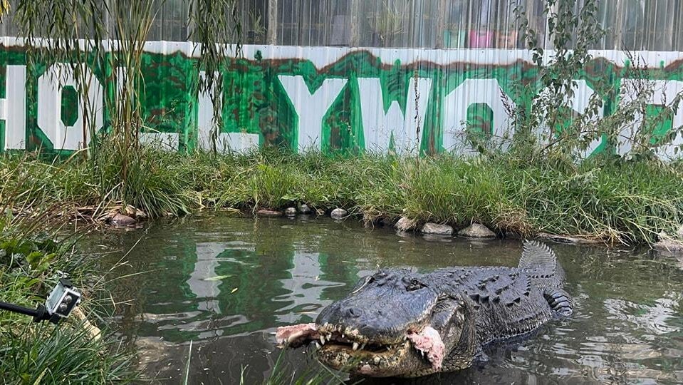 Morris the alligator, star of Happy Gilmore, passes away at age 80 ...