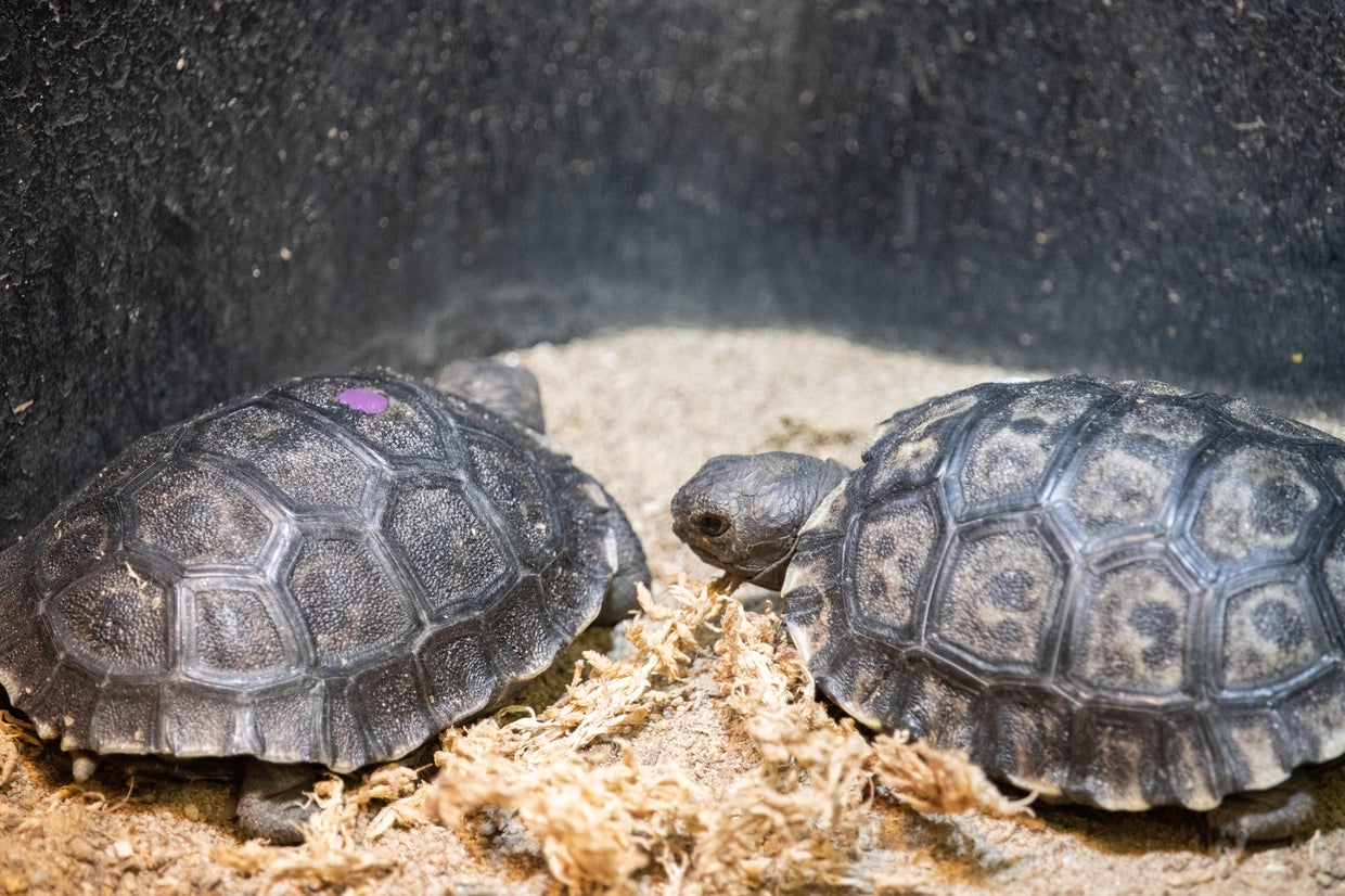 Philadelphia Zoo welcomes 3 baby Galapagos tortoises to join the ...