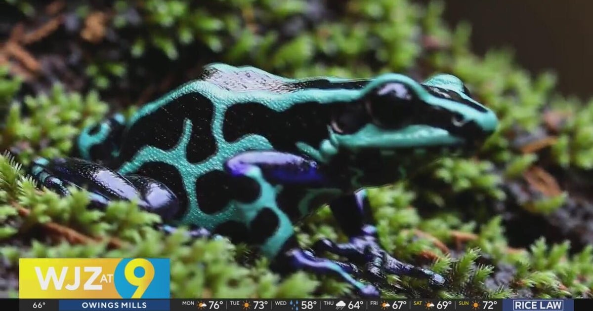 Field Trip: Inside the National Aquarium's frog population - CBS Baltimore