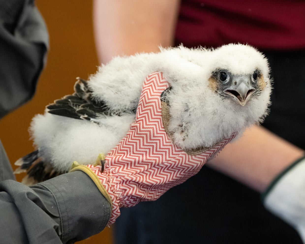 3 peregrine falcon chicks banded at Pitt's Cathedral of Learning - CBS ...