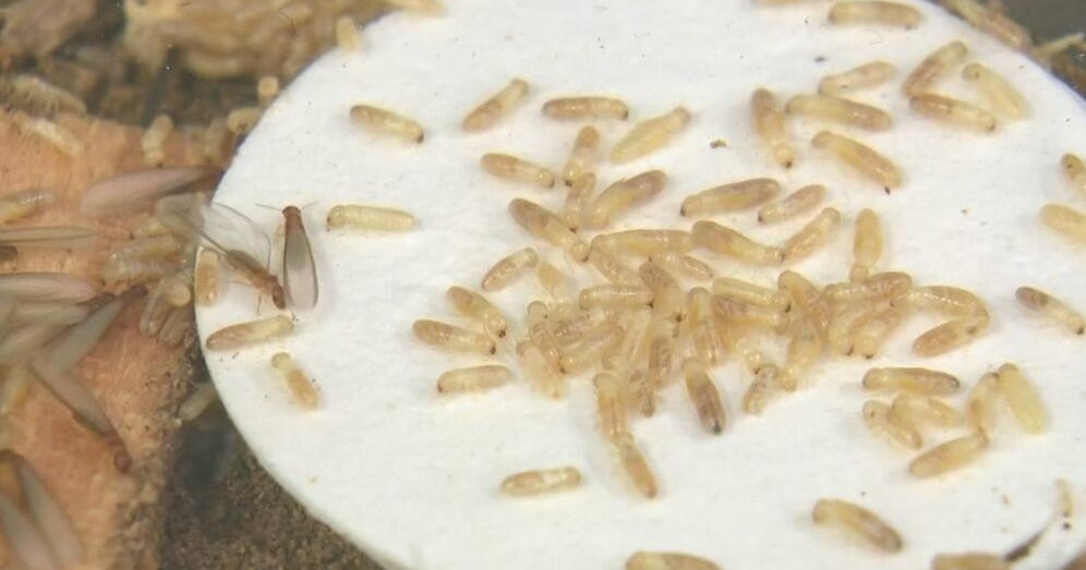 What you need to know about termites in South Florida - CBS Miami
