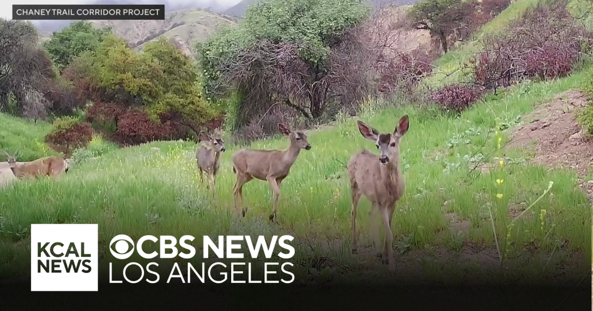 Wildlife returns to Eaton Canyon months after the wildfire - CBS Los ...