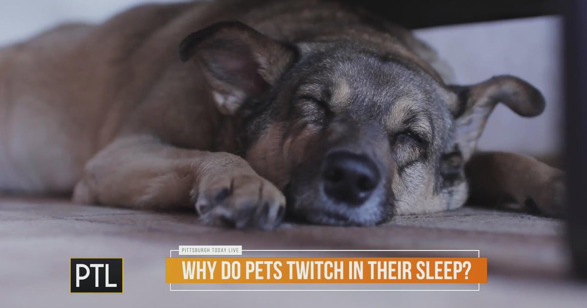 Ask Dr. Mike: Why does my pet ...? - CBS Pittsburgh
