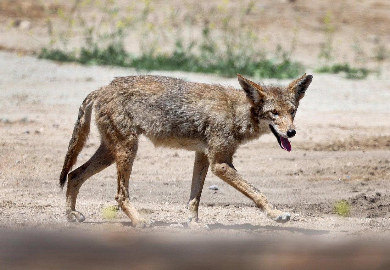 Three coyotes removed after girl attacked in Frisco neighborhood ...