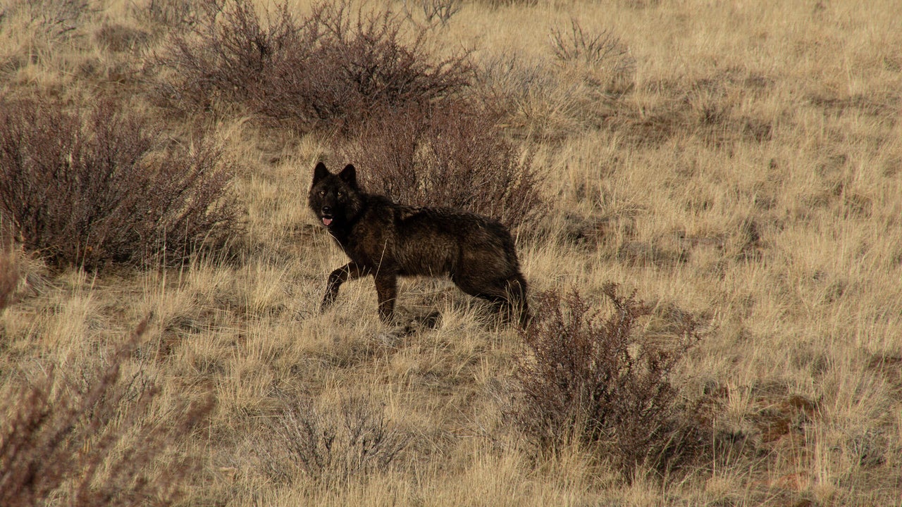 Wolf news - Today’s latest updates - CBS San Francisco