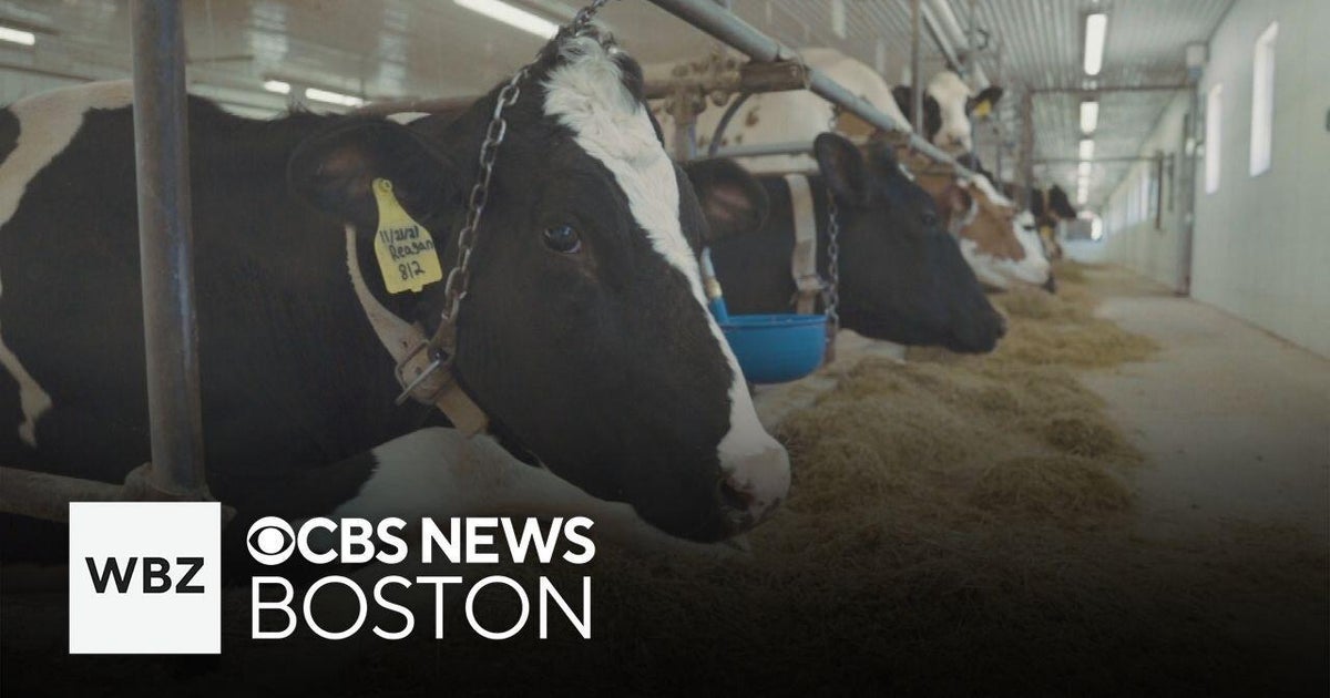 How a Massachusetts farm takes milk from cows to resident's front doors ...