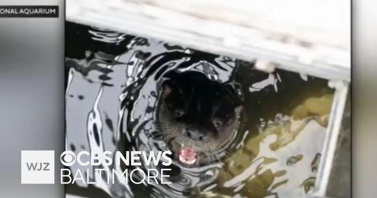 Otter spotted visiting National Aquarium's Harbor Wetland - CBS Baltimore