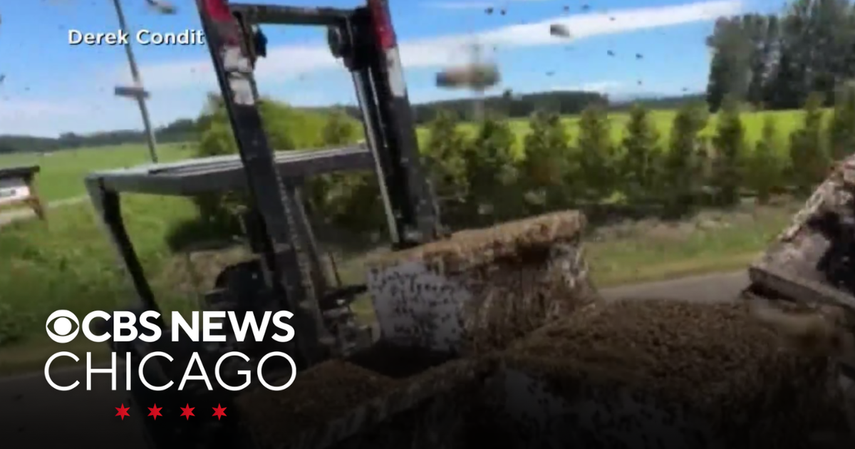 Video shows 14 million bees on the loose in Washington State - CBS Chicago