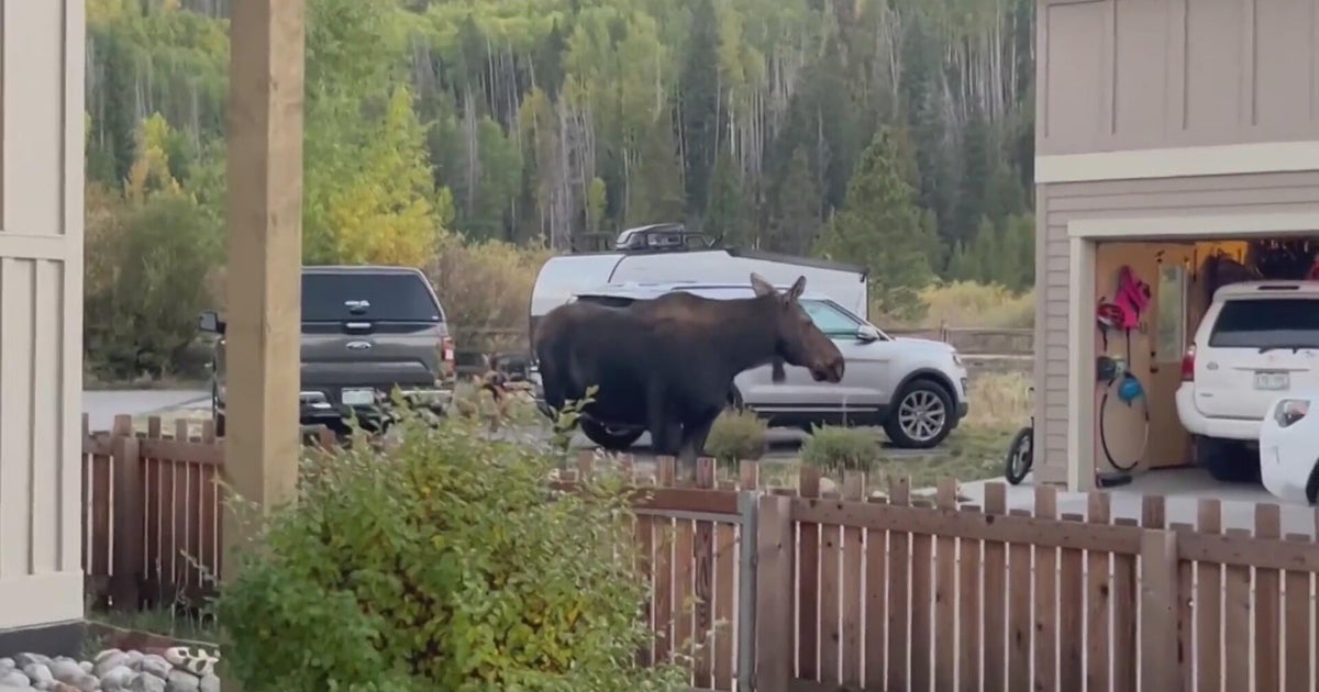 Colorado Parks and Wildlife describes three recent moose attacks in the ...