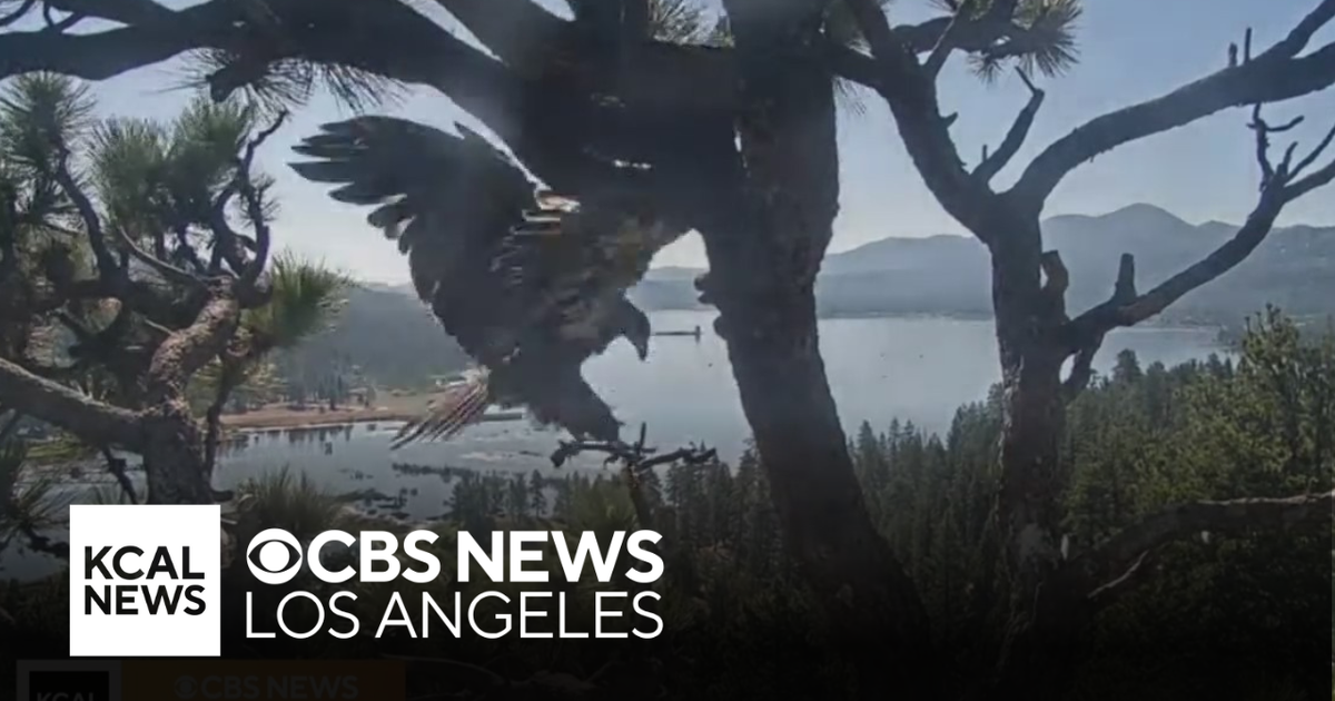Gizmo takes her first flight - CBS Los Angeles