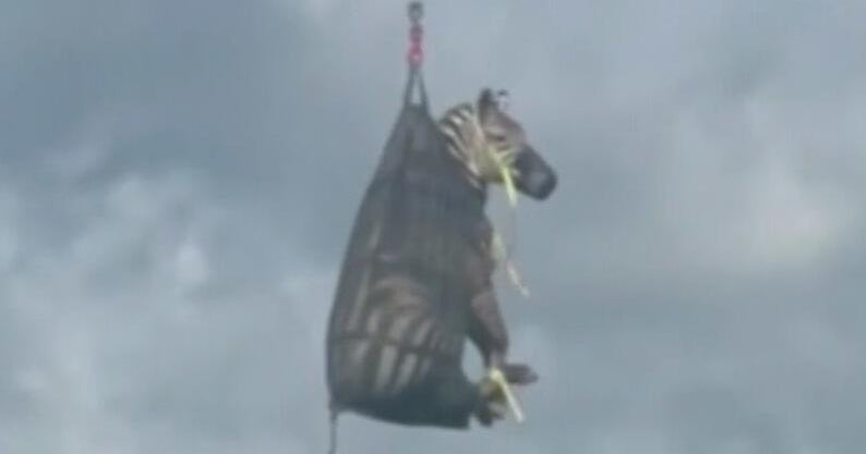 Video captures zebra rescue in Tennessee after week-long escape - CBS Miami