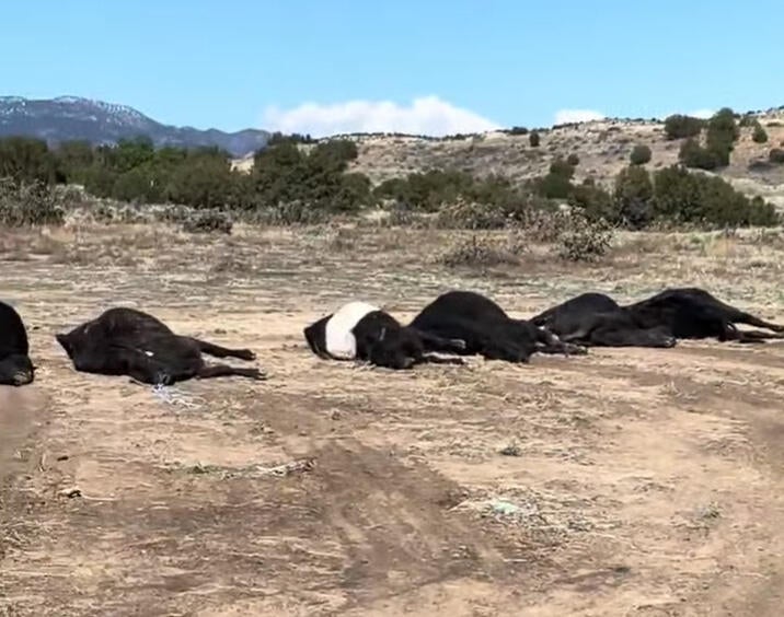 Mysterious deaths of 15 cattle frustrate Colorado rancher, authorities ...