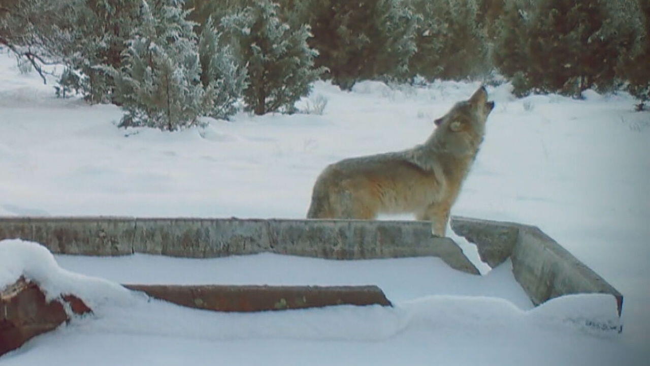 Carter Evans - CBS News