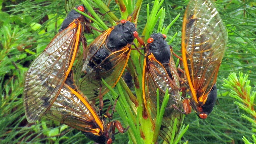 Map shows cicada sightings on Cape Cod. How long will the Brood XIV be ...