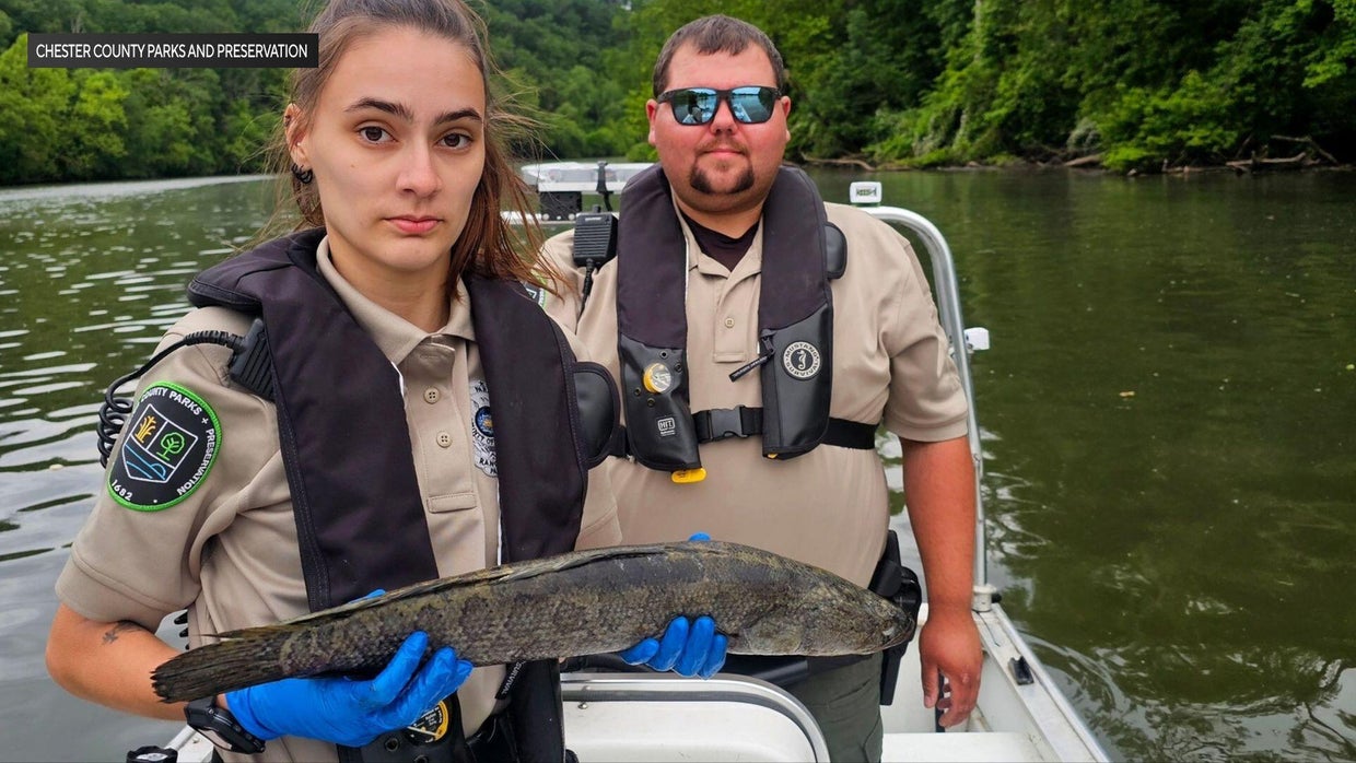 "Voracious" snakehead fish that can breathe on land found in Schuylkill ...