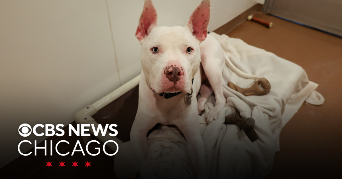 Meet Edison, PAWS Pet of the Week - CBS Chicago