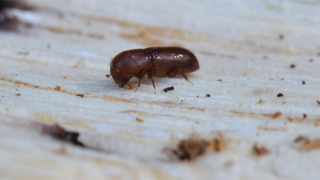 Marin County residents warned about invasive beetle targeting oak trees ...