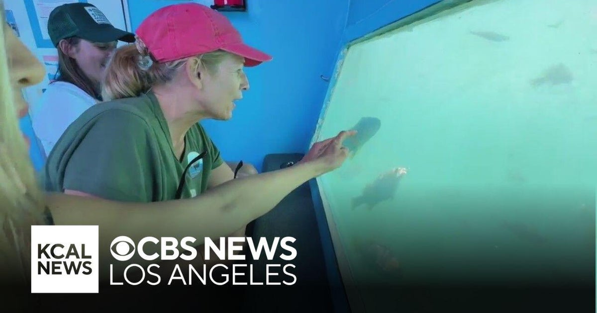 Redondo Beach glass bottom boat | Let's Go Places - CBS Los Angeles