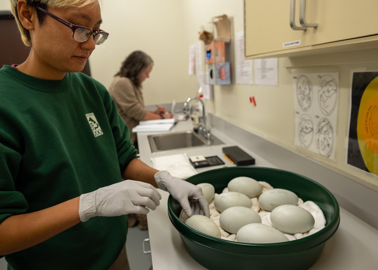 LA Zoo welcomes 10 condor chicks, increasing California condor wild ...