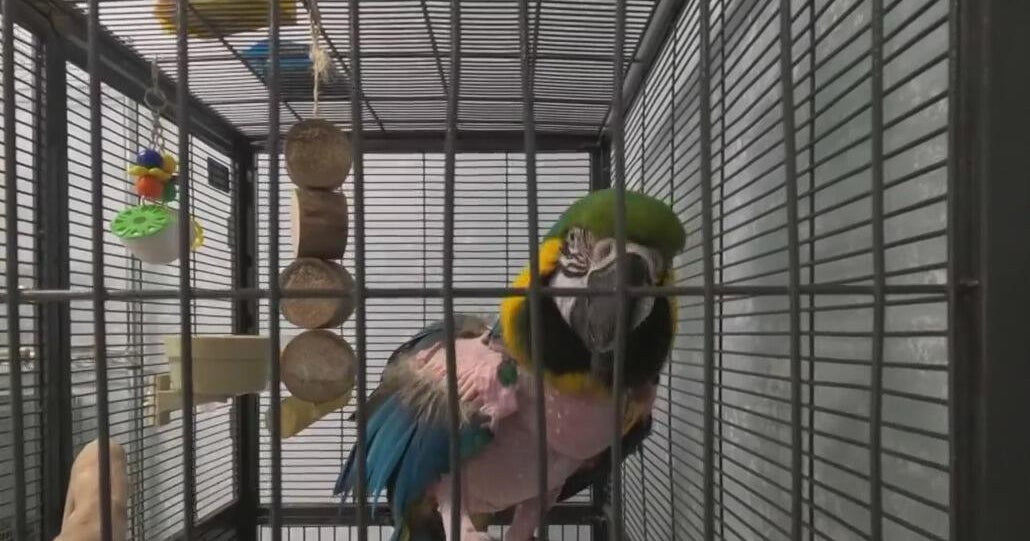 Viral cursing Massachusetts parrot known for being rude is put up for ...