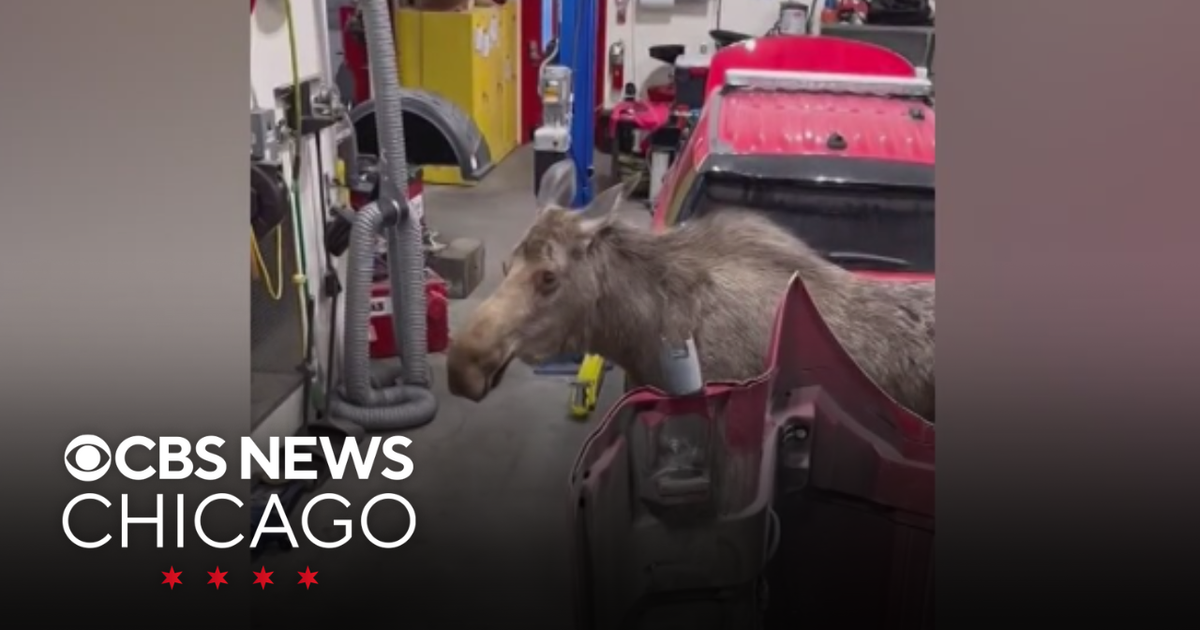Moose wanders into firehouse in Anchorage, Alaska - CBS Chicago