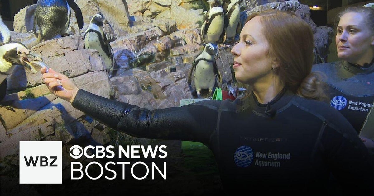 WBZ-TV reporter spends day with penguins at New England Aquarium in ...