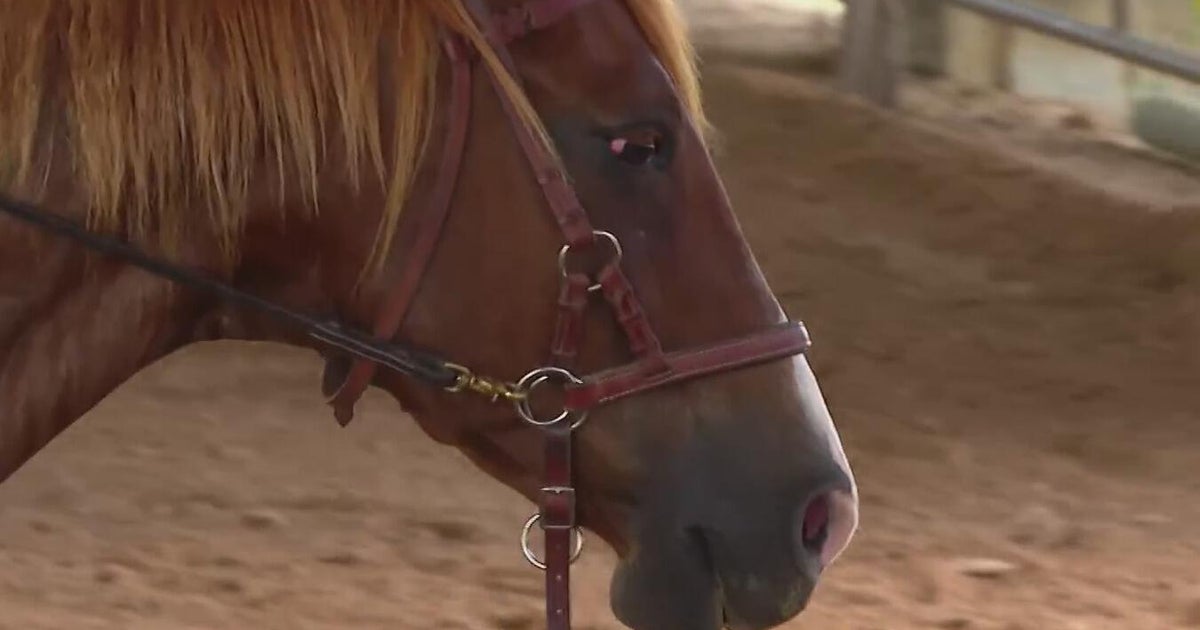 McKinney horse therapy program "ManeGait" offers life-changing healing ...