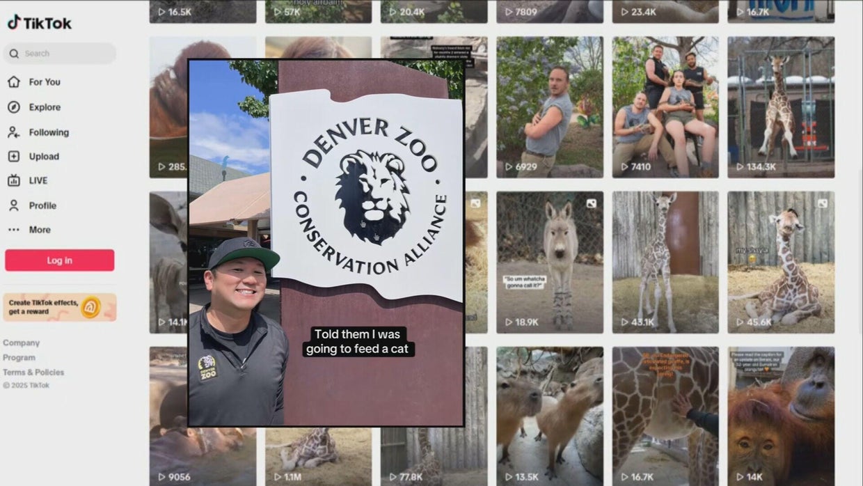 Denver Zoo Conservation Alliance showcases wild animal antics videos on ...