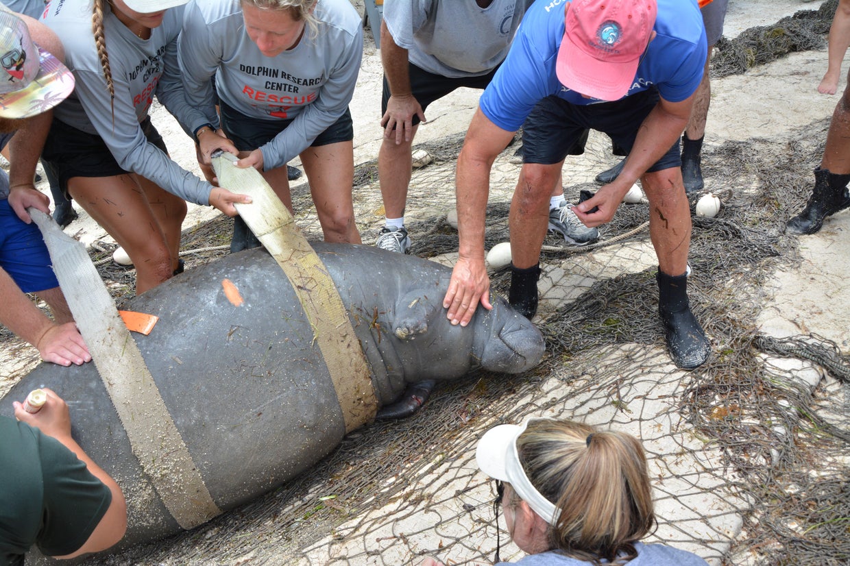 Manatee rescued from fishing line entanglement by Florida Keys team ...