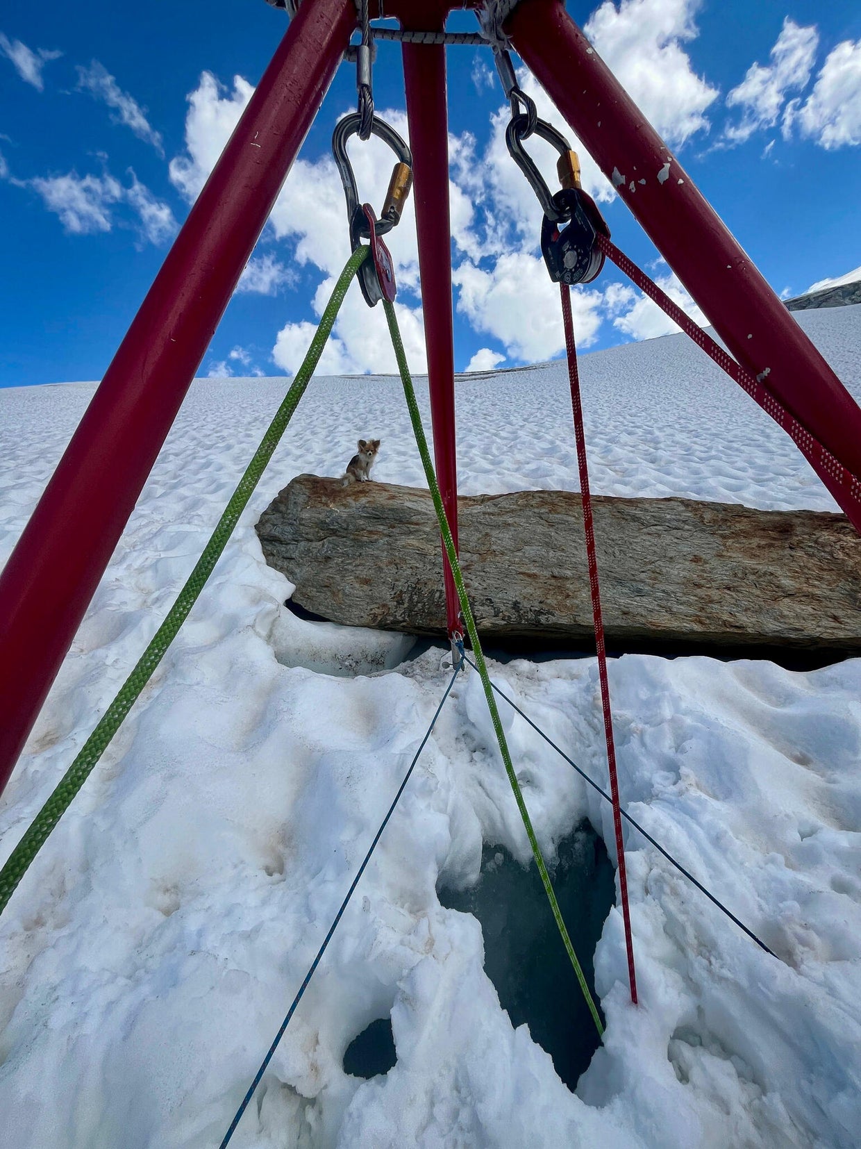 Hiker saved by "four-legged hero" Chihuahua after falling into Swiss ...