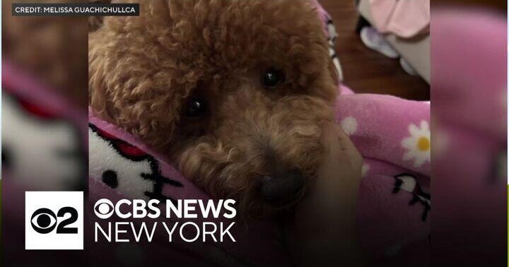 N.J. family is desperate to find their beloved dog "Alvin," missing now ...