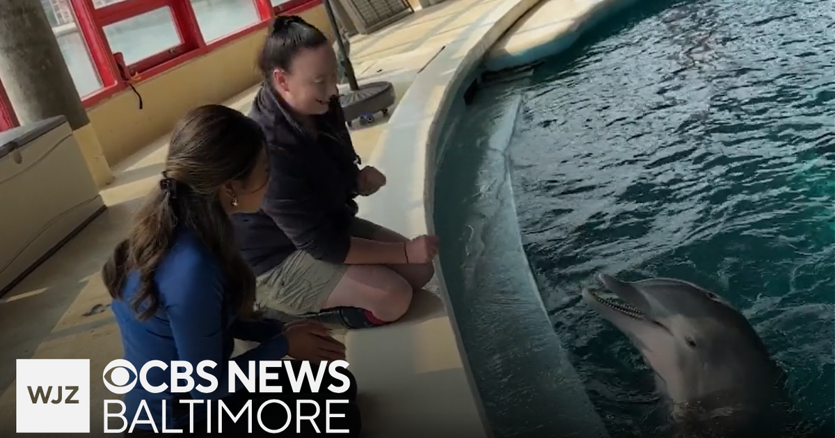 WJZ's Amy Kawata fulfills her dream of training dolphins at the ...