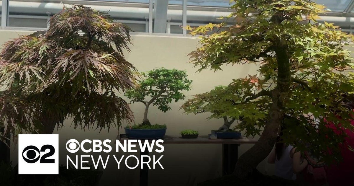 New exhibit shows off Brooklyn Botanic Garden's bonsai collection - CBS ...