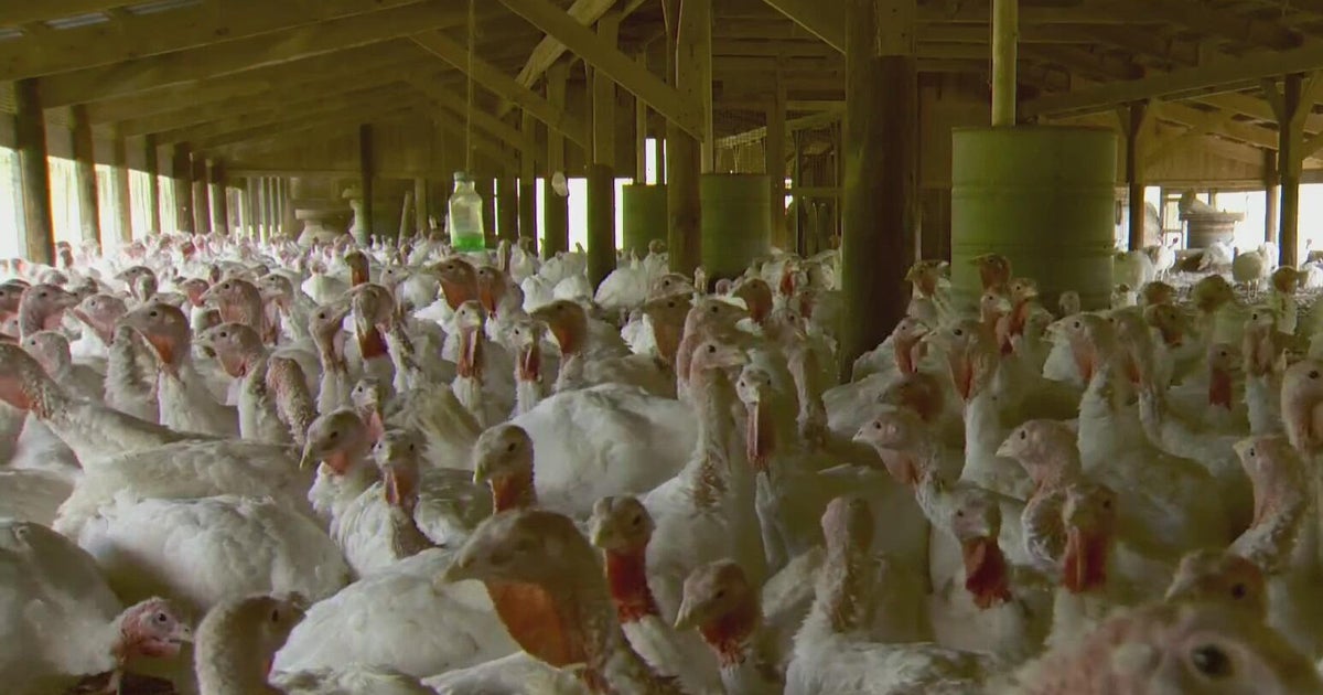 Pounds Turkey Farm to stop raising their own turkeys after 90 years ...