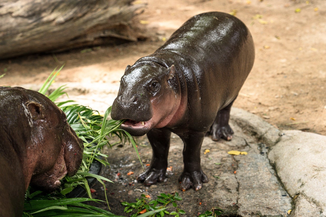 Beloved baby hippo Moo Deng celebrates first birthday at a Thailand zoo ...