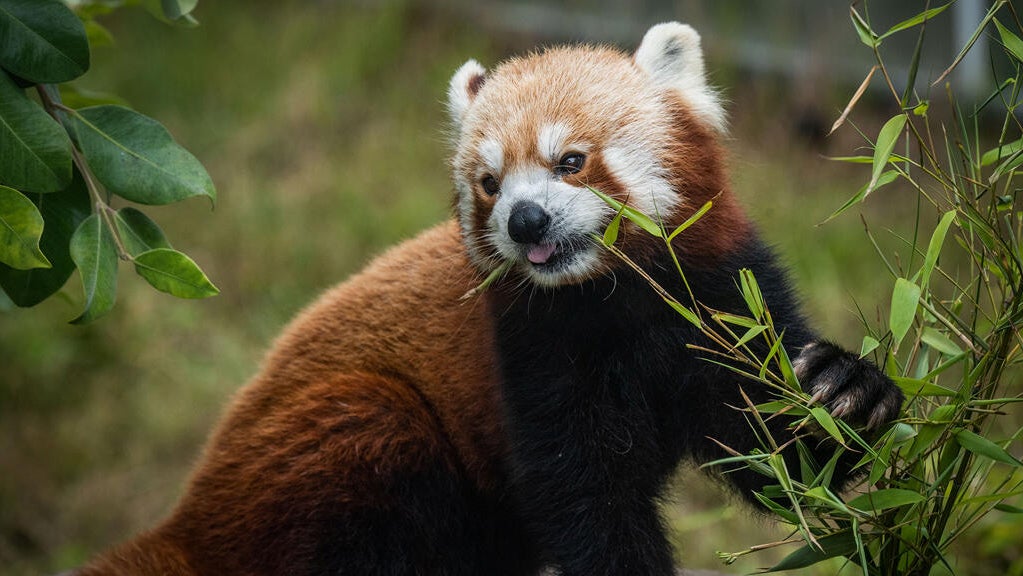 Endangered San Francisco Zoo red panda Tenzing dies - CBS San Francisco