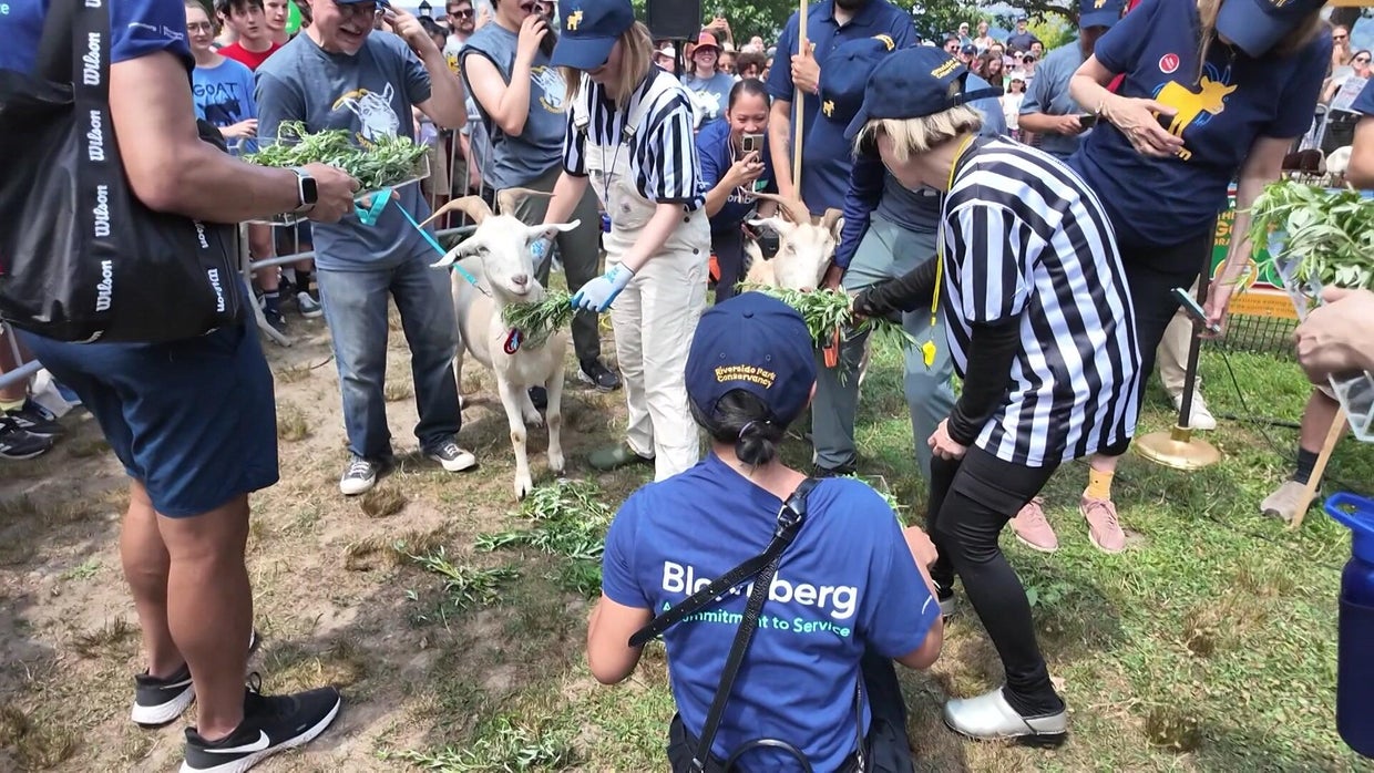 New York City's GOAT goat crowned at weed-eating competition - CBS New York