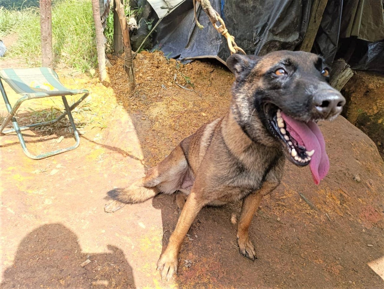 Bomb-sniffing dog loses leg in explosion, hailed as hero for saving ...