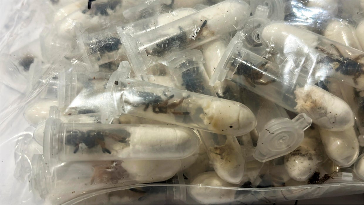 1,500 tarantulas found stuffed in sponge cake boxes at German airport ...