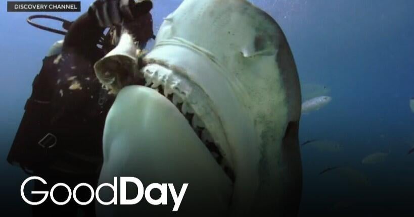 Dancing with Sharks: Divers Make Waves for Shark Week on Discovery ...